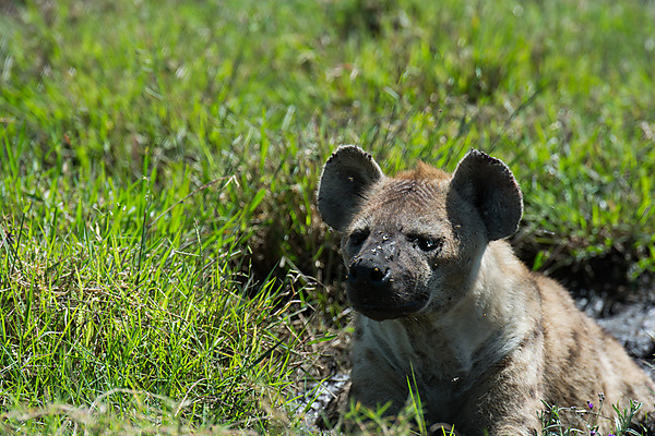 Lake Masek Area, Ngorongoro Conservation Area