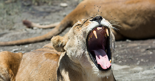 Lake Masek Area, Ngorongoro Conservation Area