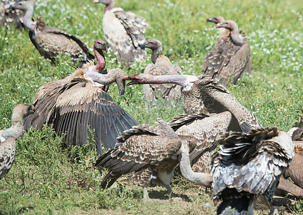 Lake Masek Area, Ngorongoro Conservation Area