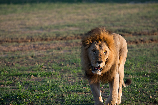 Lake Masek Area, Ngorongoro Conservation Area