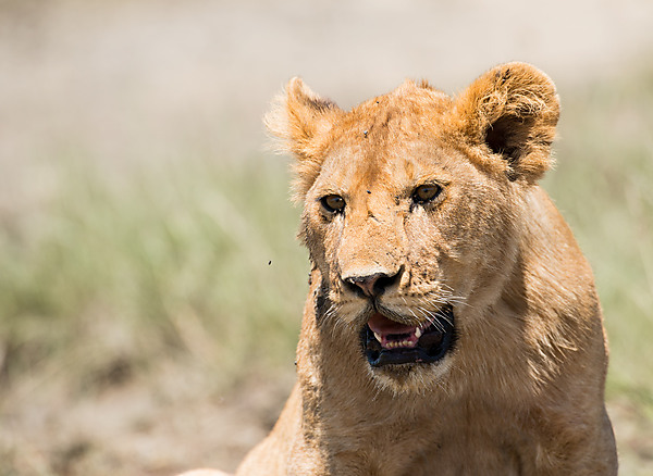 Lake Masek Area, Ngorongoro Conservation Area
