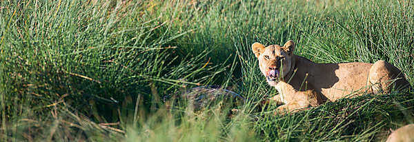 Lake Masek Area, Ngorongoro Conservation Area