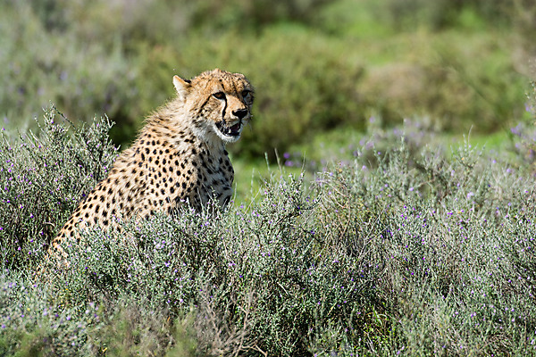 Lake Masek Area, Ngorongoro Conservation Area