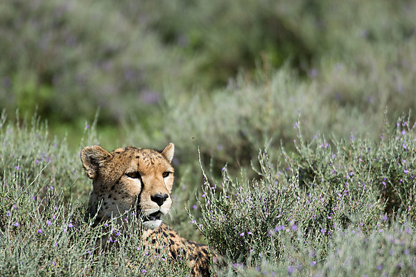 Lake Masek Area, Ngorongoro Conservation Area
