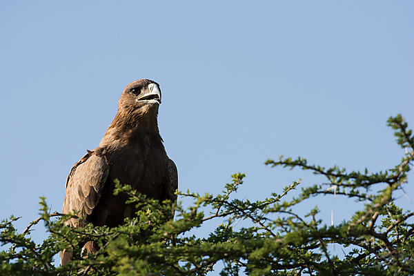 Lake Masek Area, Ngorongoro Conservation Area