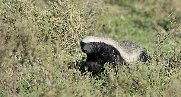 Lake Masek Area, Ngorongoro Conservation Area