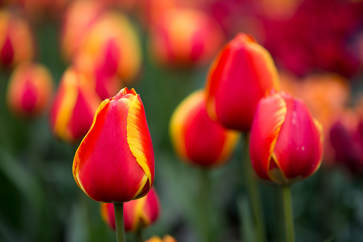 RoozenGaarde Garden -- Skagit Valley Tulip Festival