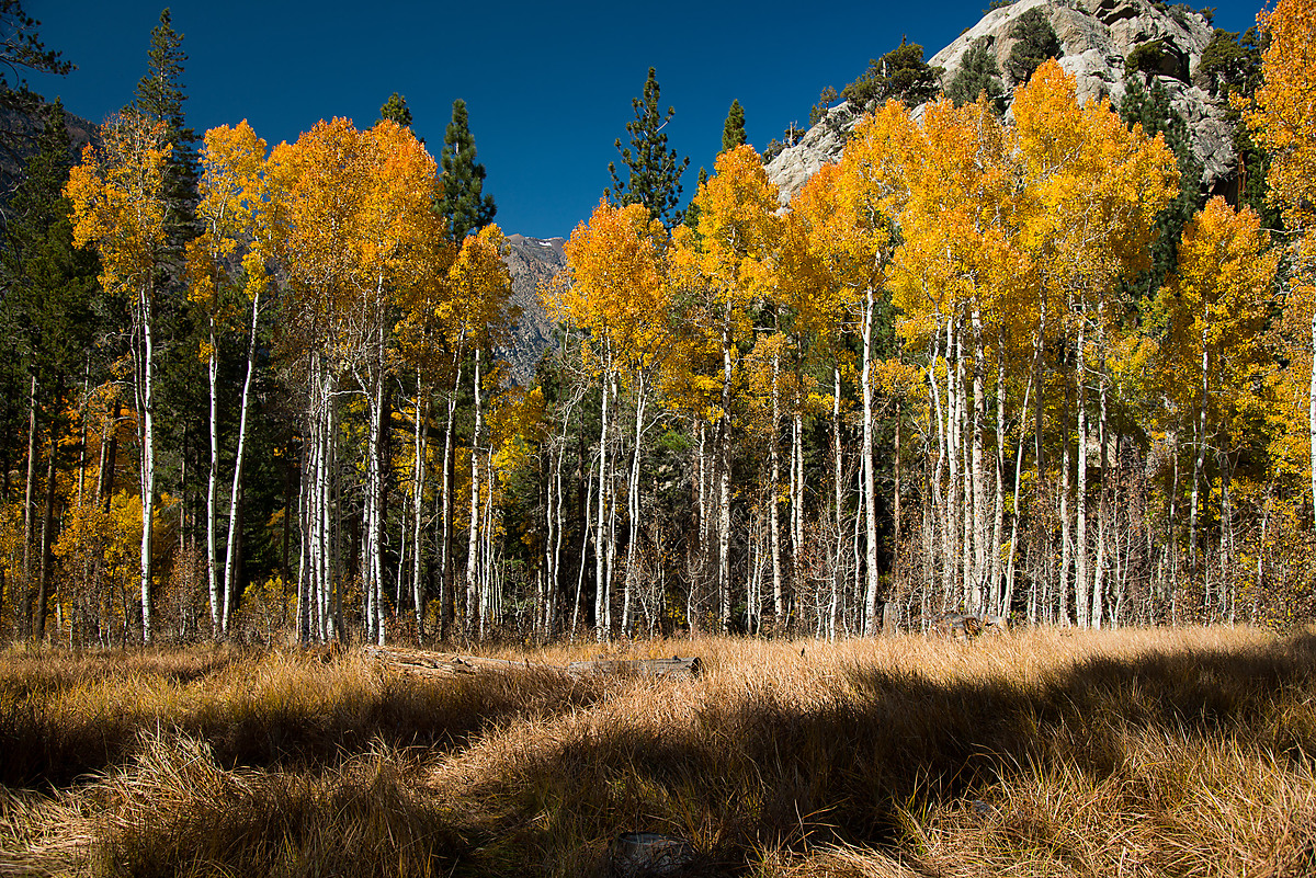 Fall Color in the Eastern Sierra